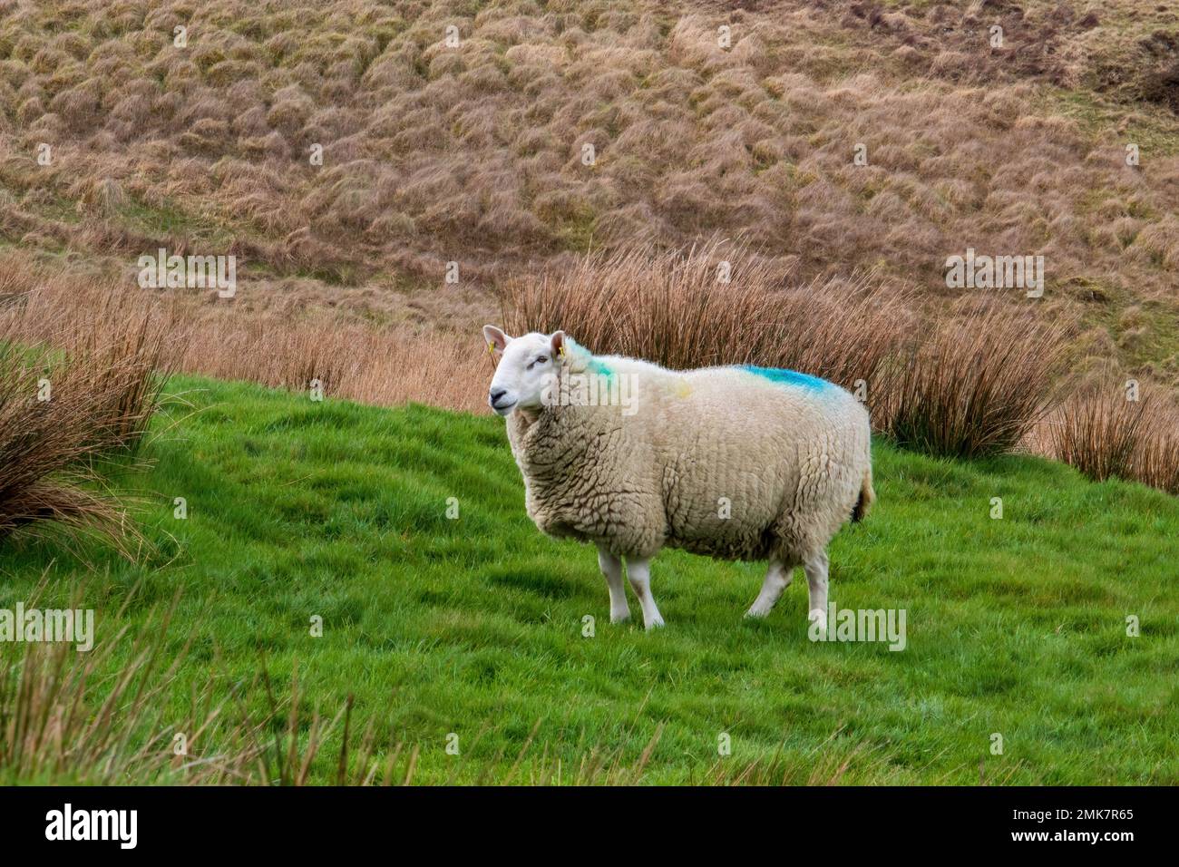 Sheep northern ireland hi-res stock photography and images - Alamy