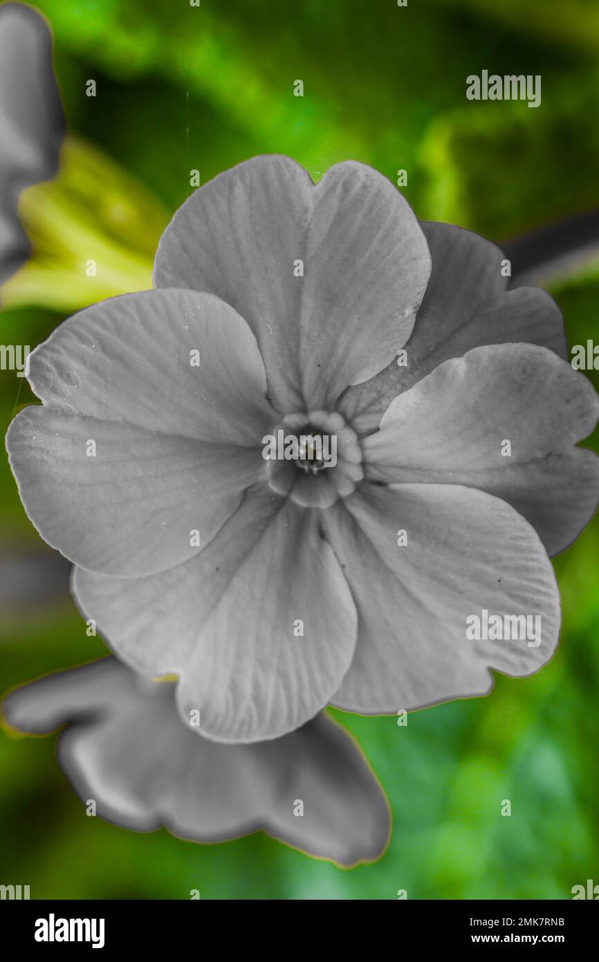 Inverted colour hi-res stock photography and images - Alamy