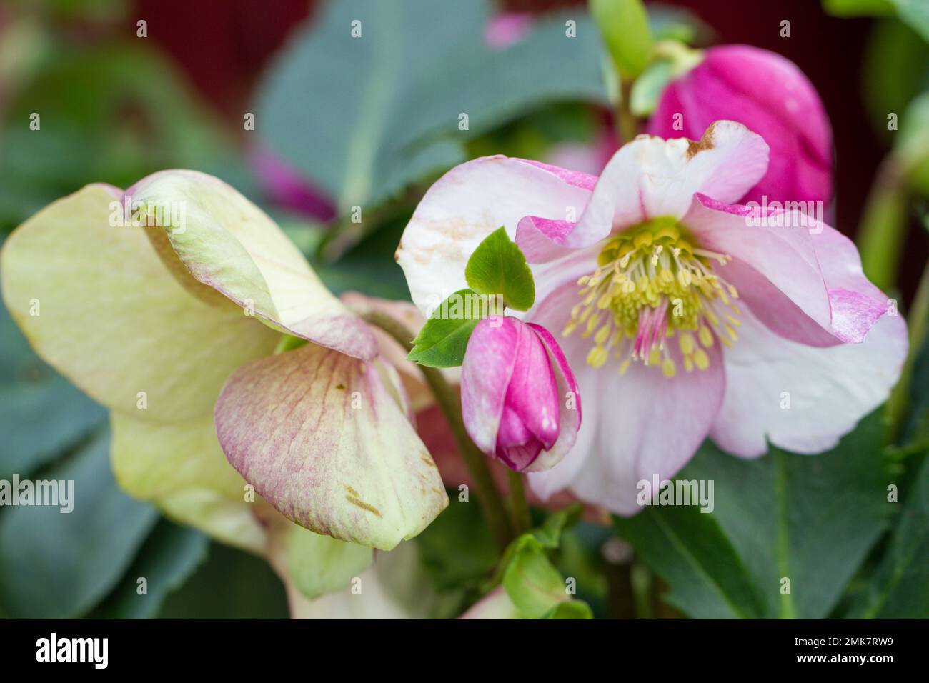 Hellebore liara hi-res stock photography and images - Alamy