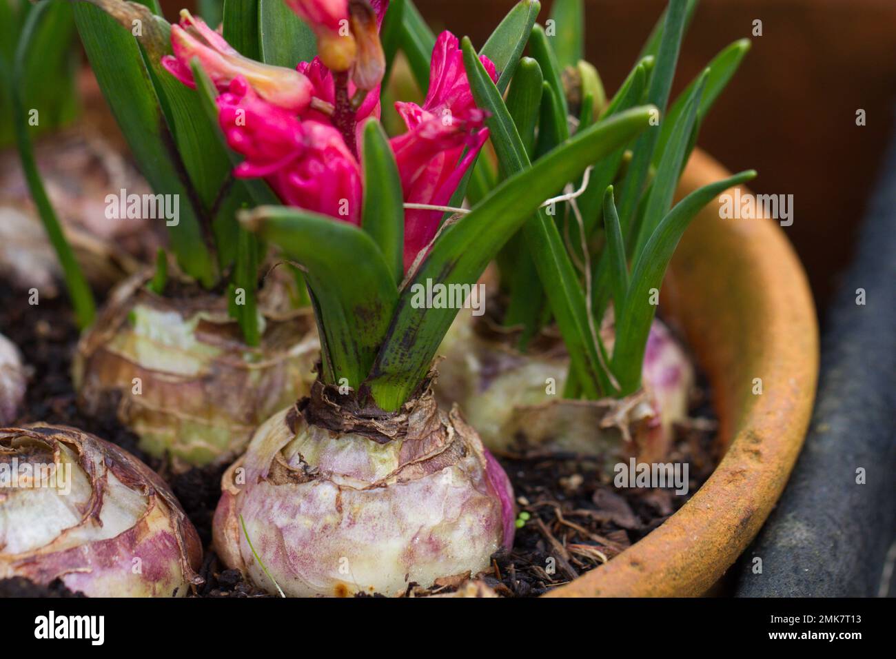 Pink hyacinths / Hyacinthus orientalis ' Jan Bos ' variety Stock Photo ...