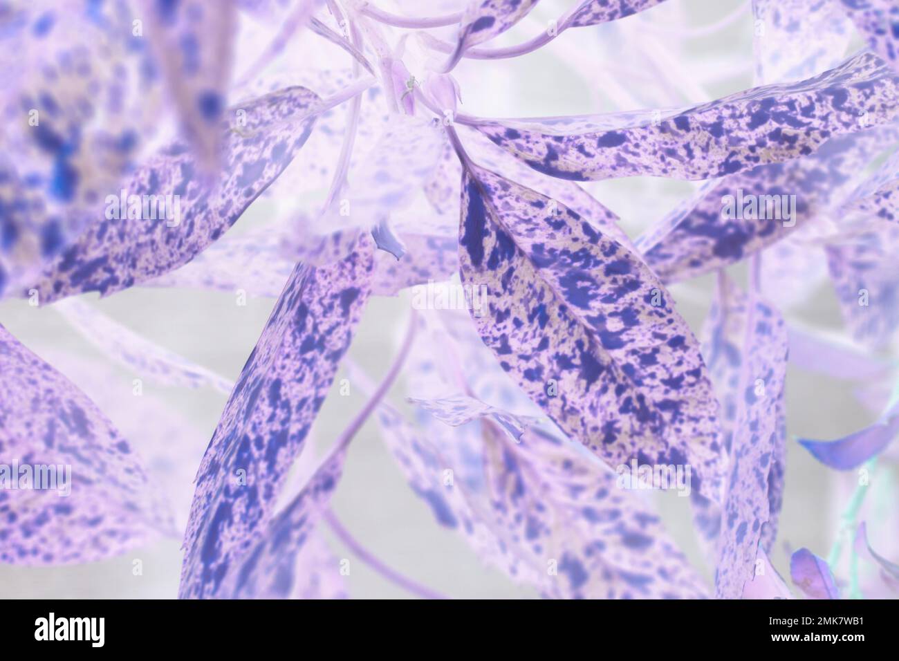 Inverted leaf hi-res stock photography and images - Alamy