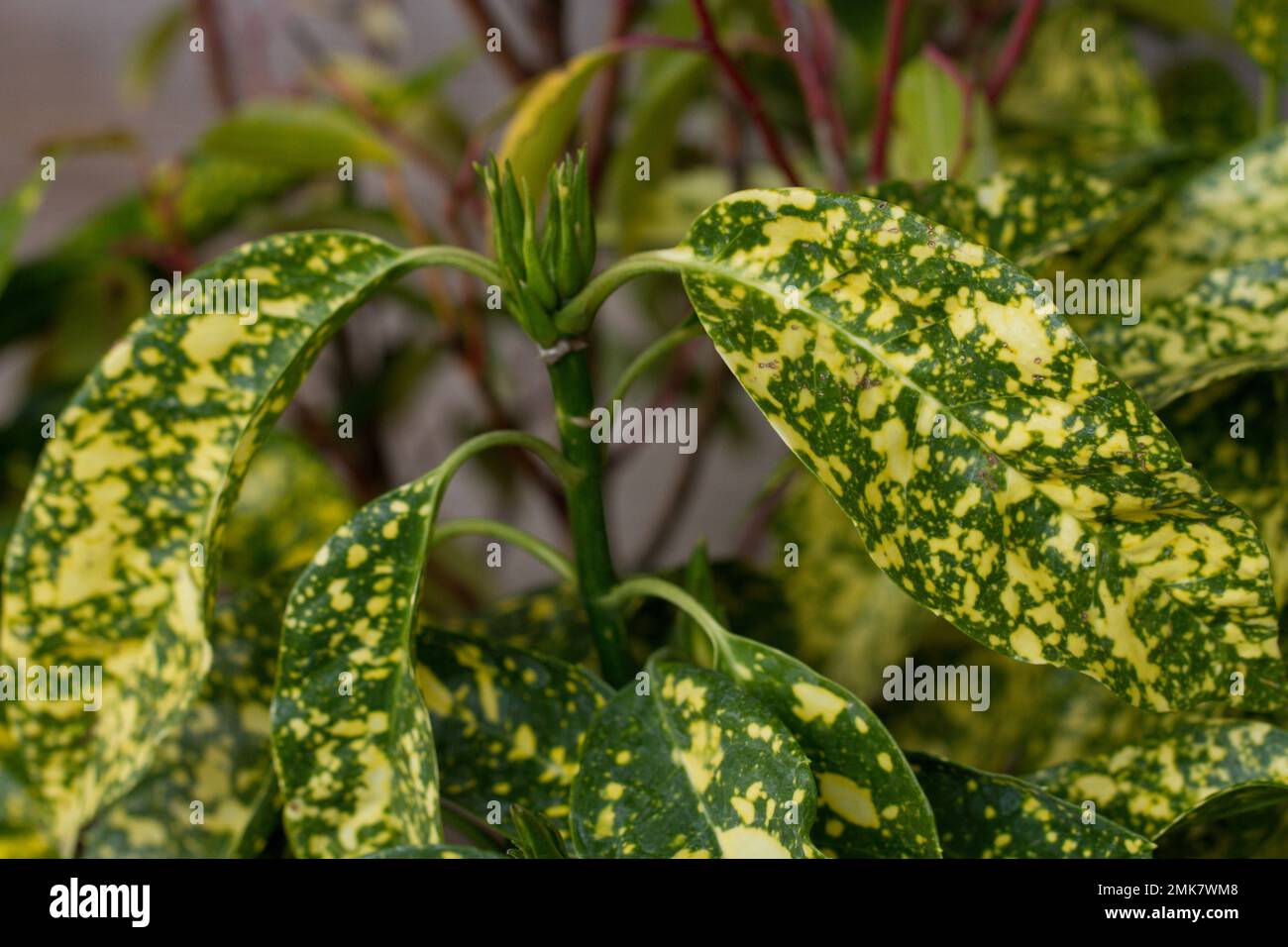 Aucuba japonica golden girl hi-res stock photography and images - Alamy