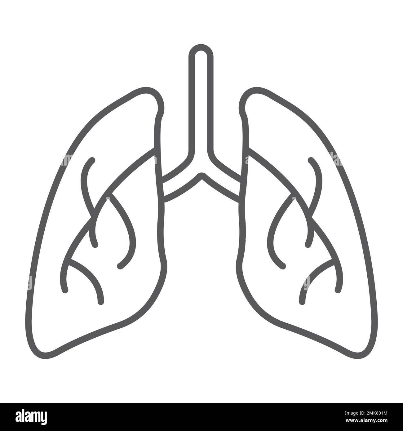 Lungs thin line icon, biology and body, organ sign, vector graphics, a ...