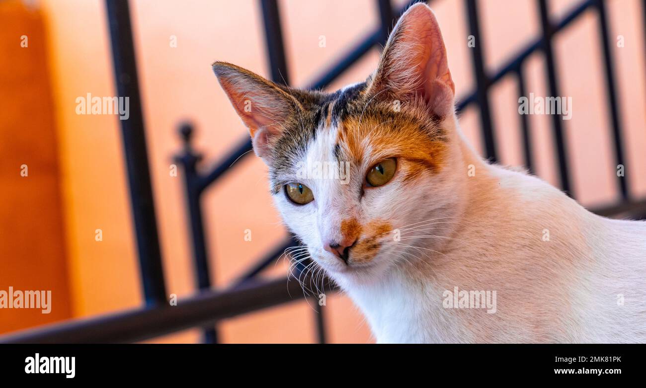 Portrait of a Mexican white cat while looking lovely and cute in the ...