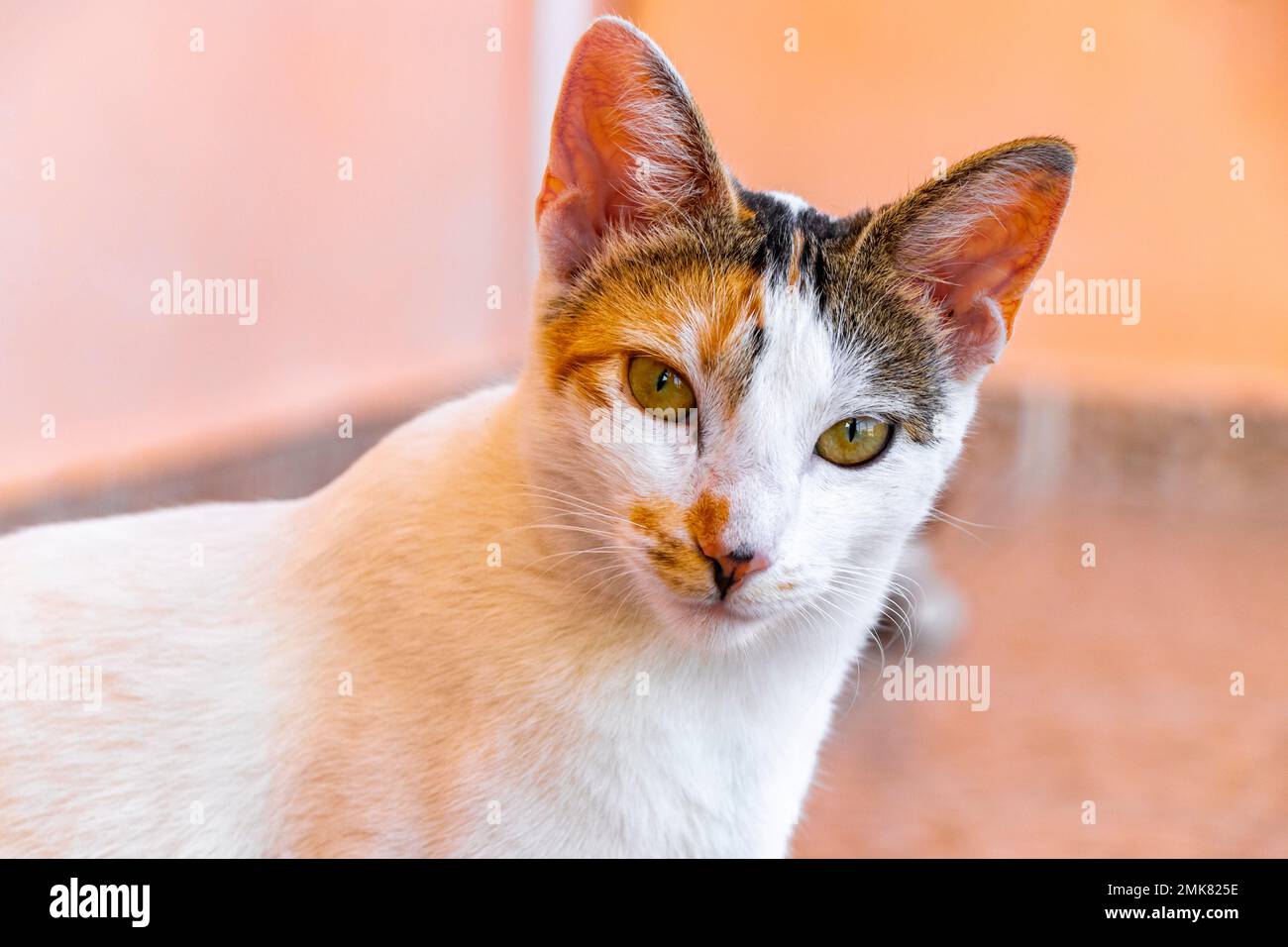 Portrait of a Mexican white cat while looking lovely and cute in the ...