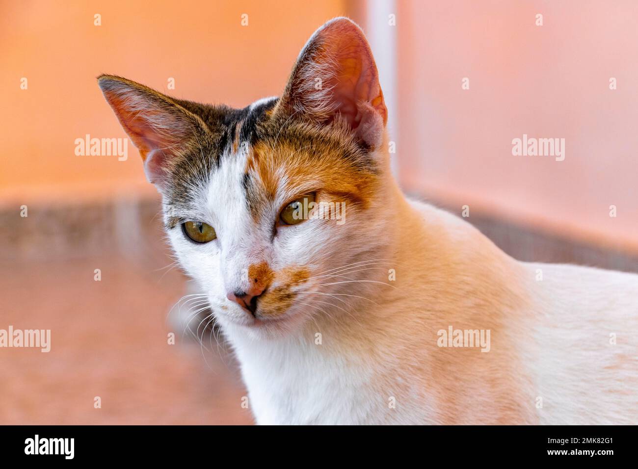 Portrait of a Mexican white cat while looking lovely and cute in the ...