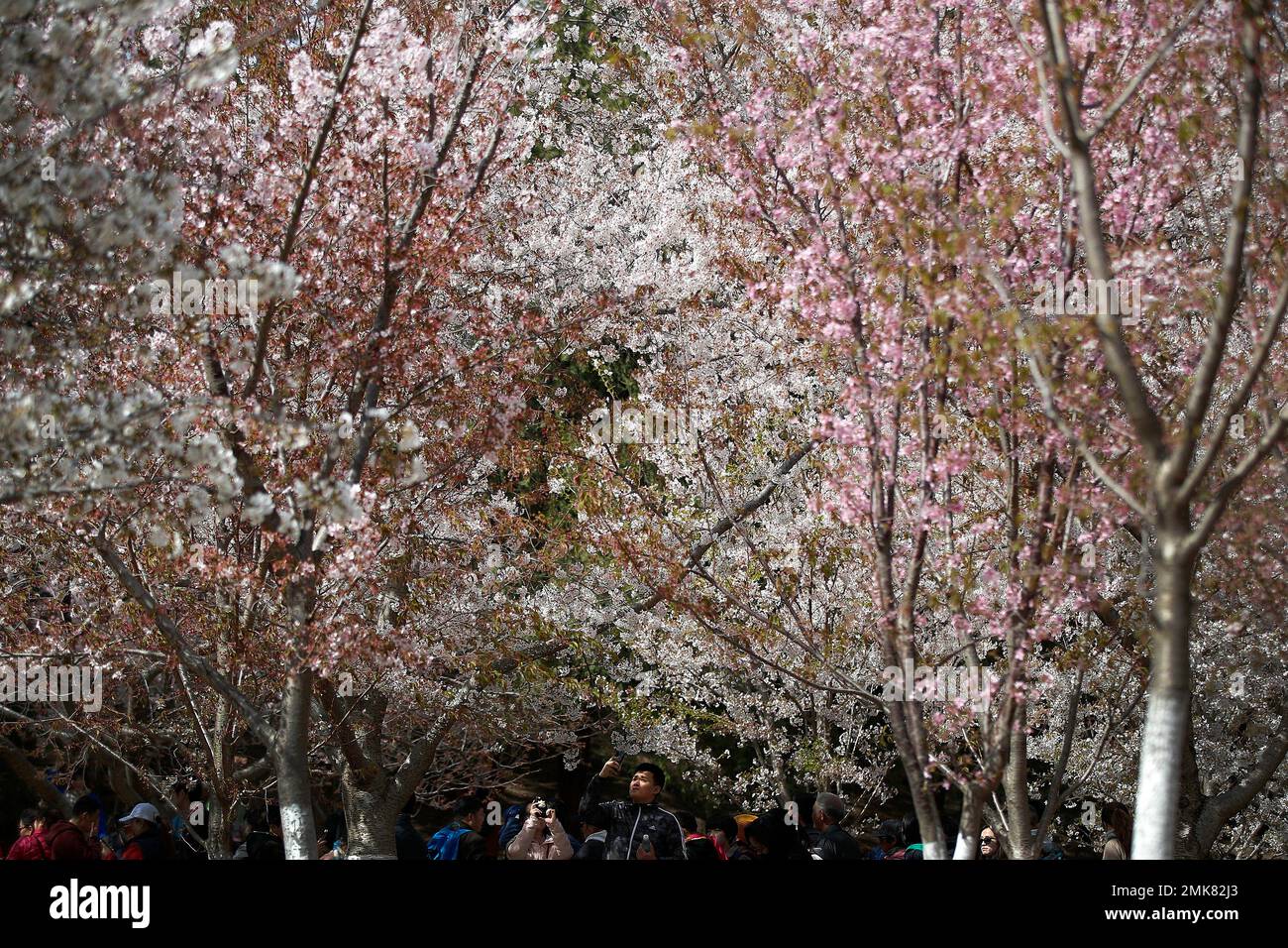 A Chinese couple takes photos of cherry blossoms at the Yuyuantan Park ...