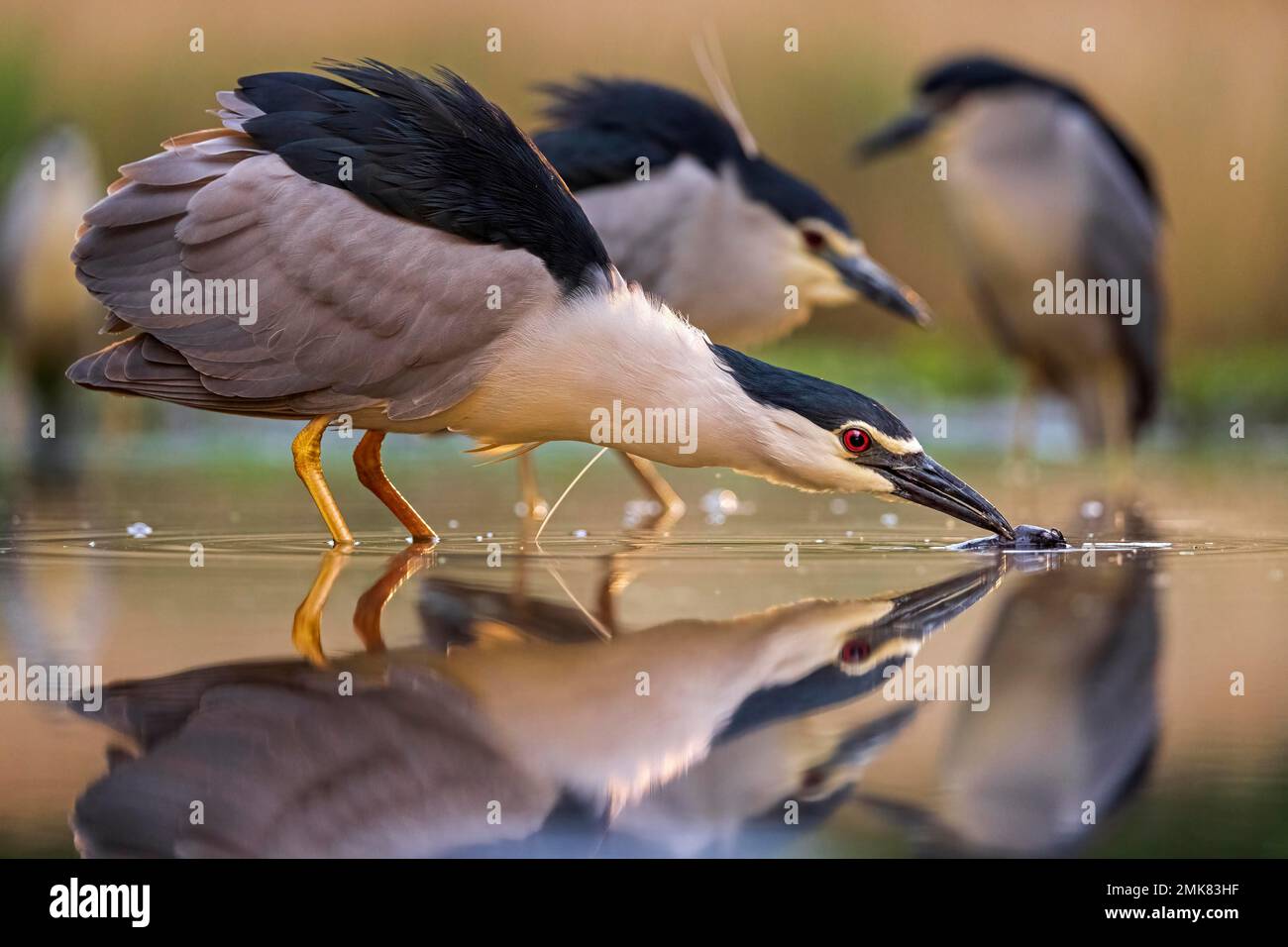 Black crowned night heron (Nycticorax nycticorax) in group hunting for ...