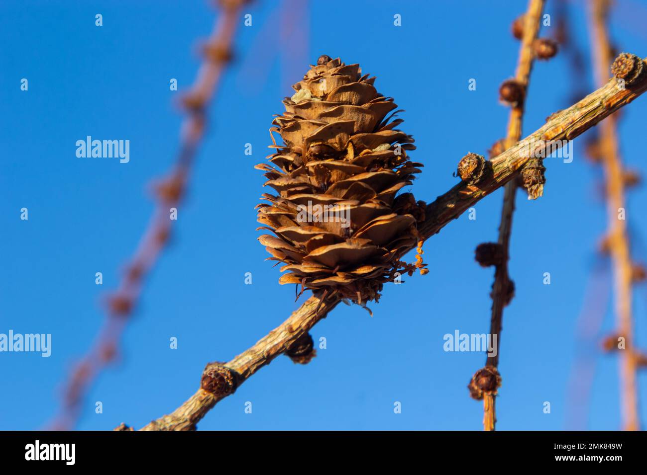 European larch, Larix decidua, tree, detail of branch with cones in ...