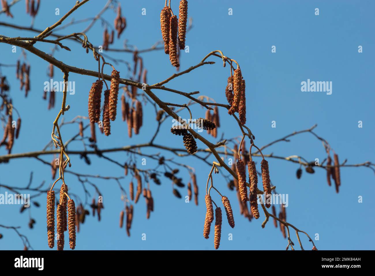 European alder, Alnus glutinosa, branch with mature female catkins ...