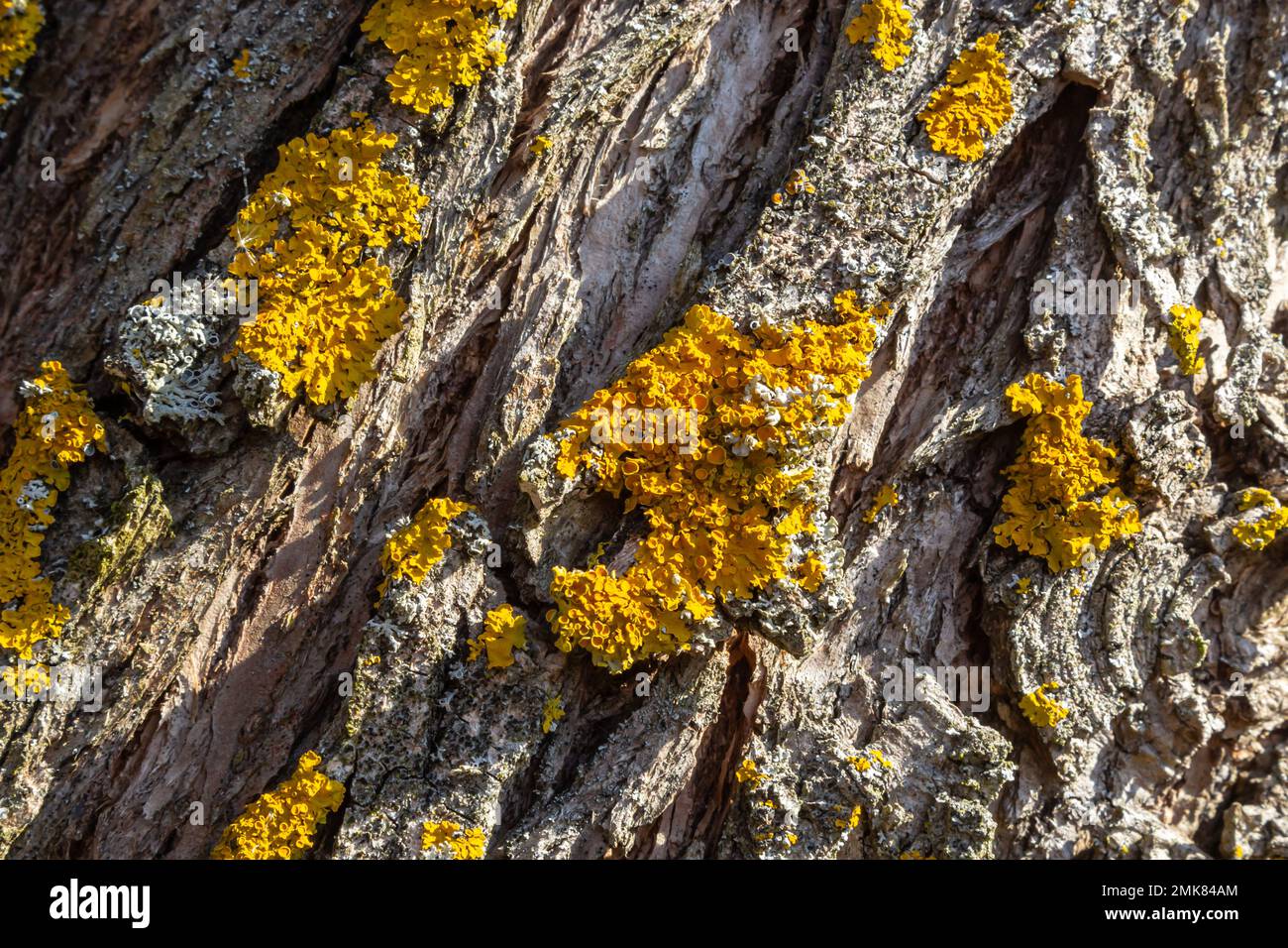Orange lichen, yellow scale, maritime sunburst lichen or shore lichen ...