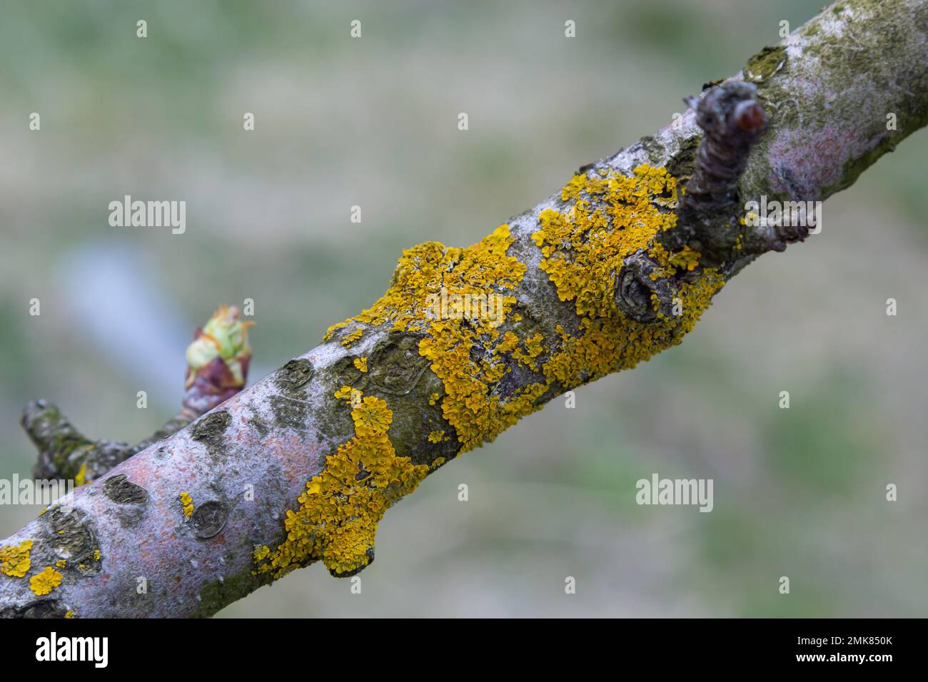 Orange lichen, yellow scale, maritime sunburst lichen or shore lichen ...