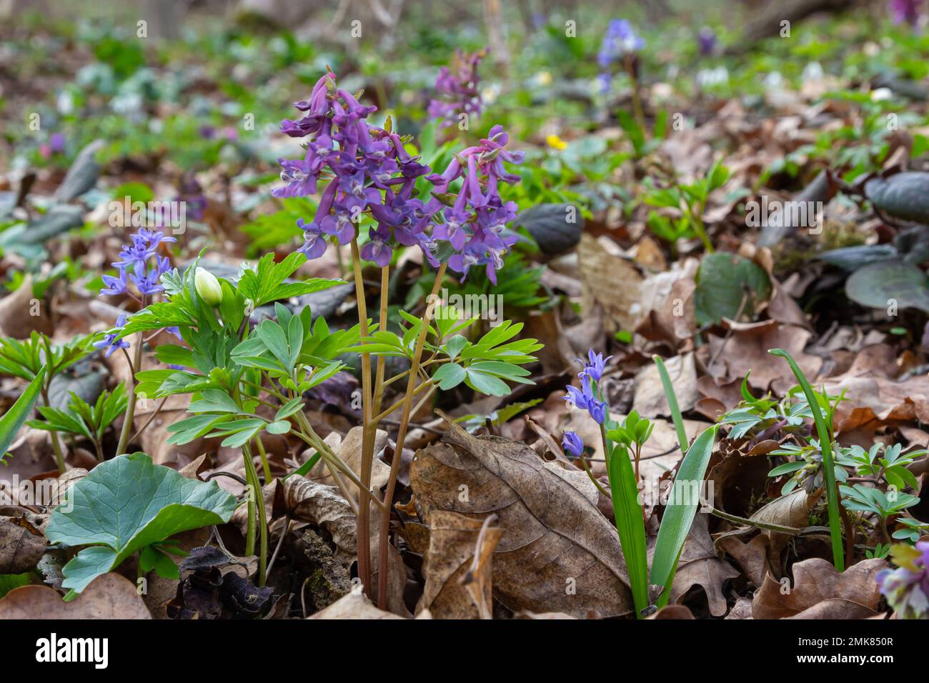 Hollow root corydalis cava blooming hi-res stock photography and images ...