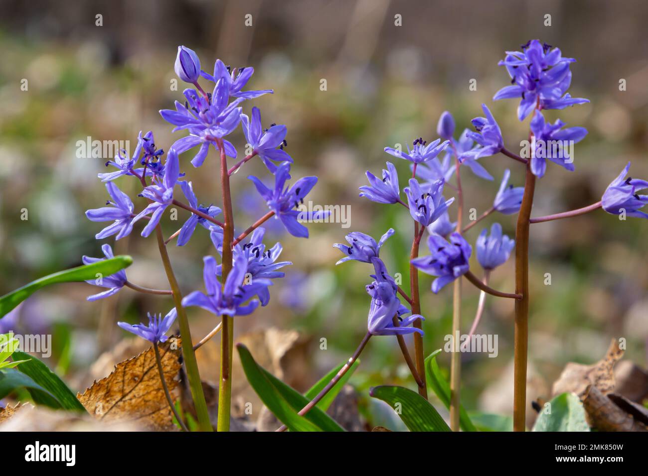 honey bee collects nectar and pollen from the blue slightly wilted ...