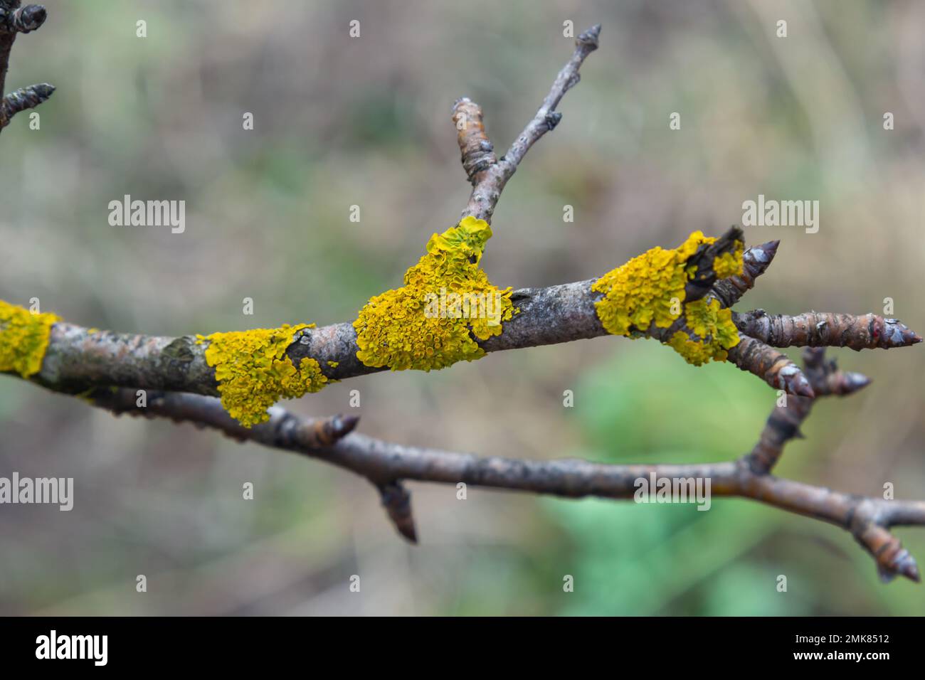Orange lichen, yellow scale, maritime sunburst lichen or shore lichen ...