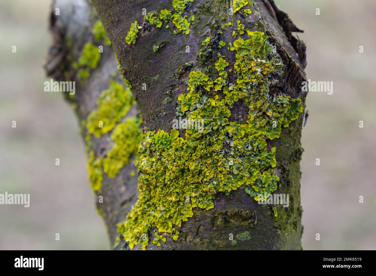 Orange lichen, yellow scale, maritime sunburst lichen or shore lichen ...