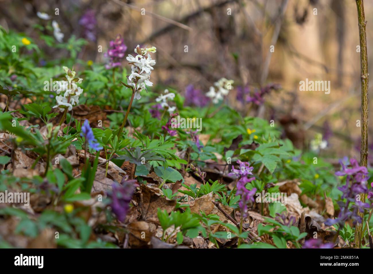 Hollow-root, Corydalis cava, blooming on the forest floor in a park ...