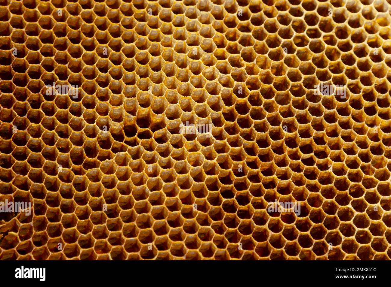 Background texture and pattern of a section of wax honeycomb from a bee hive filled with golden ...