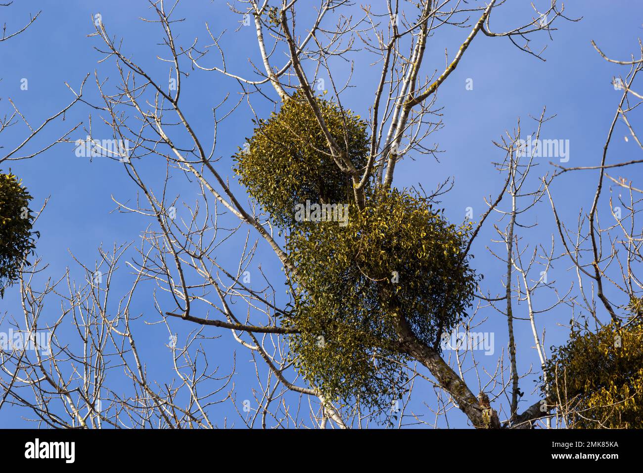 A sick withered tree attacked by mistletoe, viscum. They are woody ...