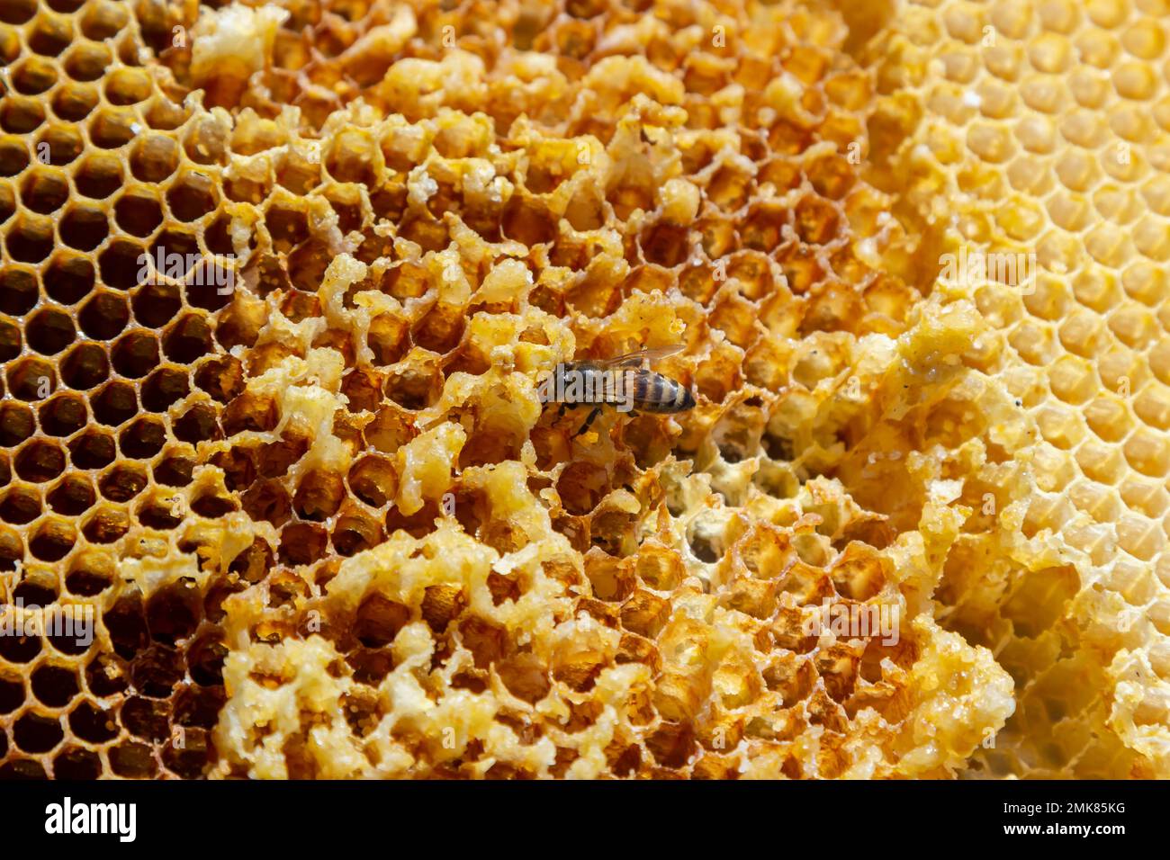 Bees working on honey cells. Close up macro. World Bee Day. Copy paste ...