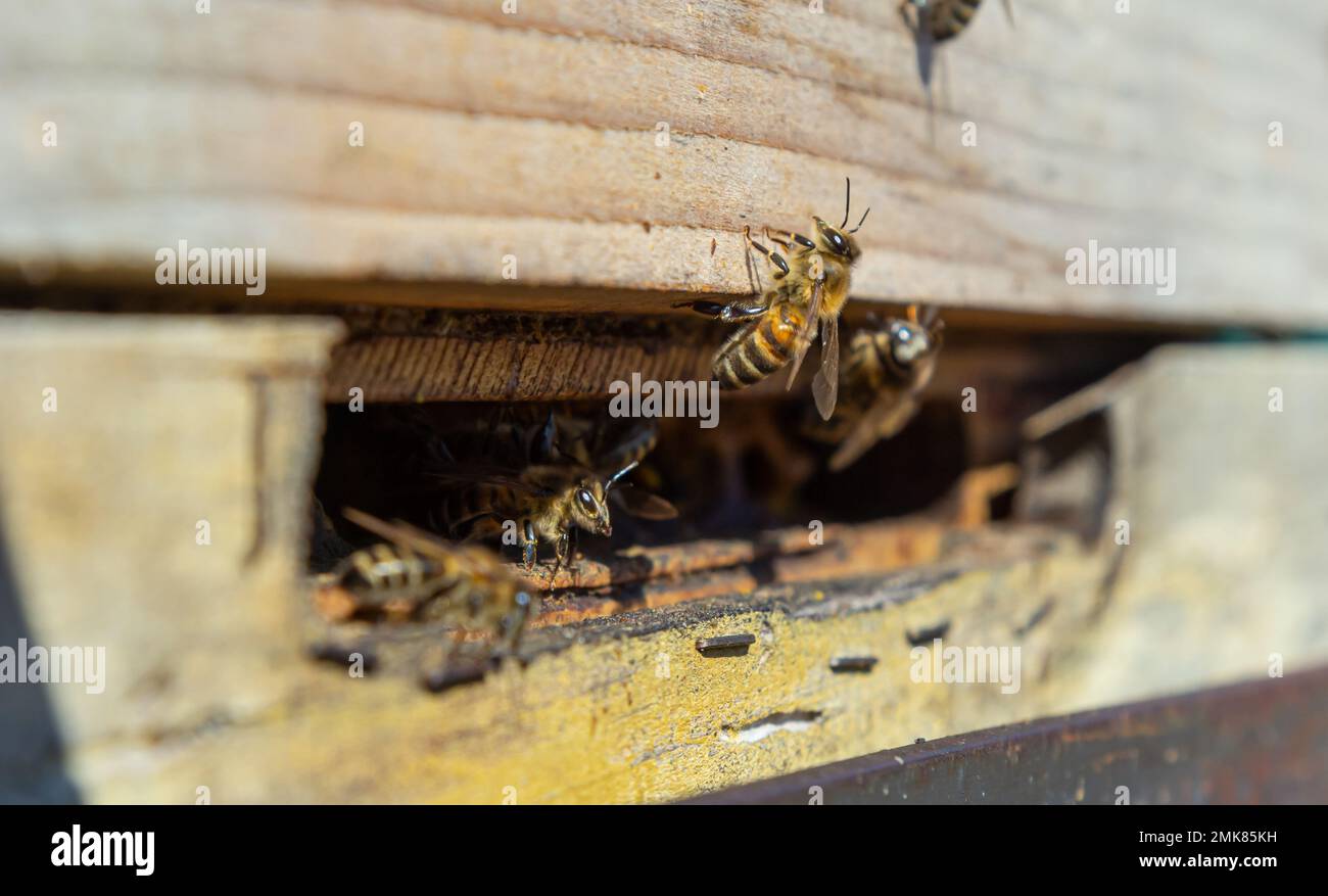 Teamwork of bees hi-res stock photography and images - Alamy