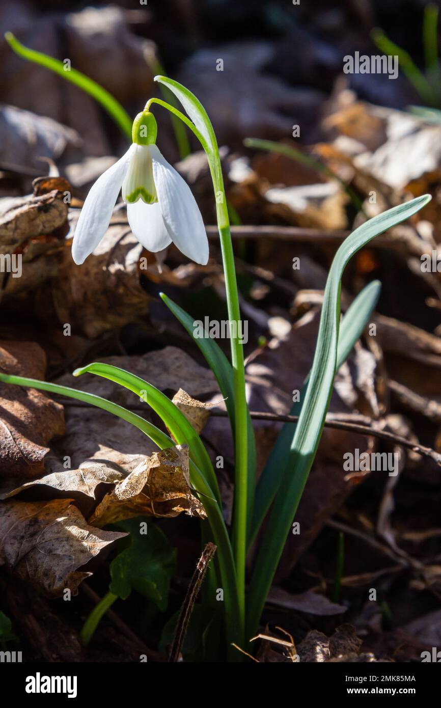White snowdrop flower, close up. Galanthus blossoms illuminated by the ...