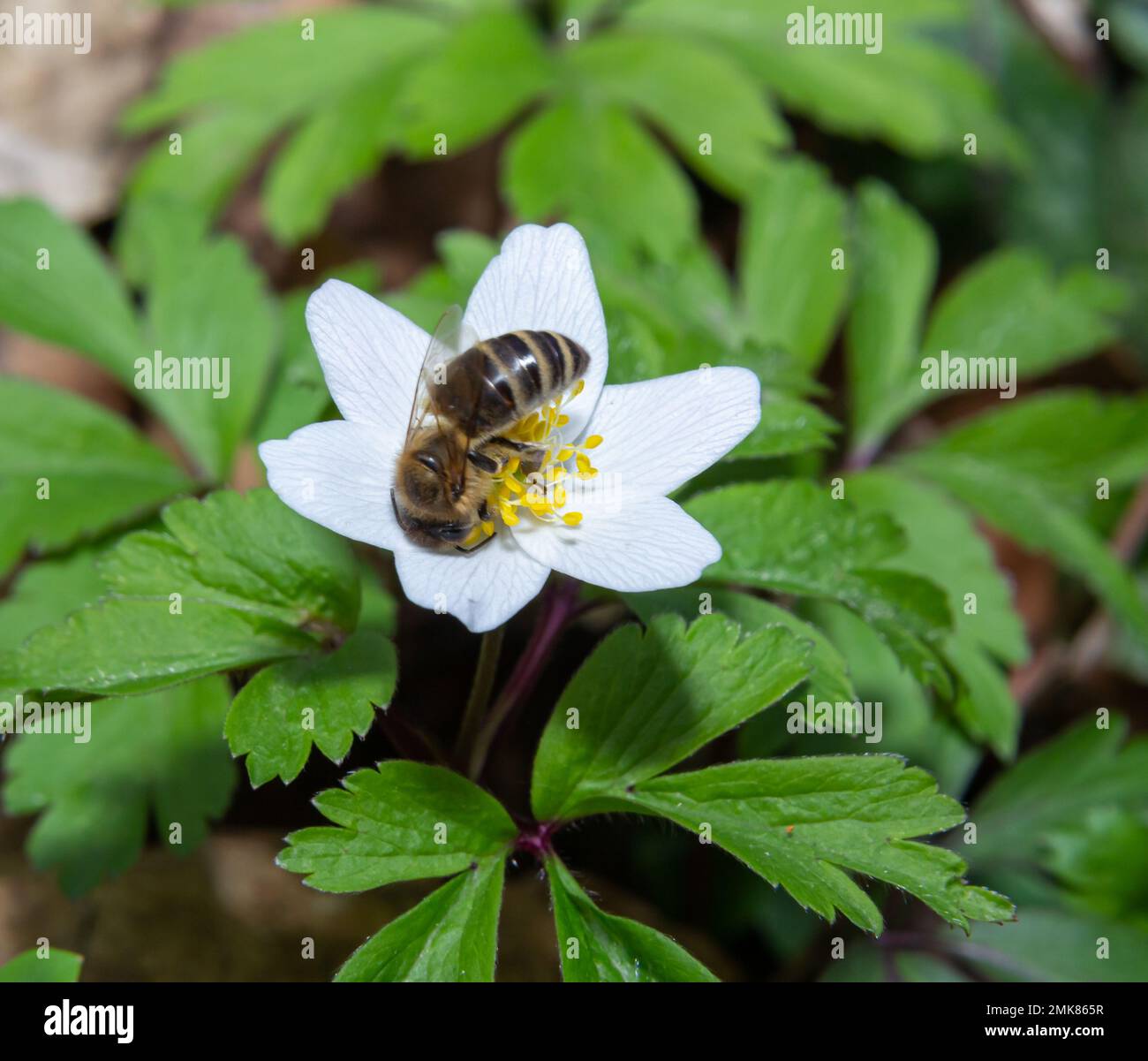 A brown fluffy bee with see through wings sitting on a white blosom of ...