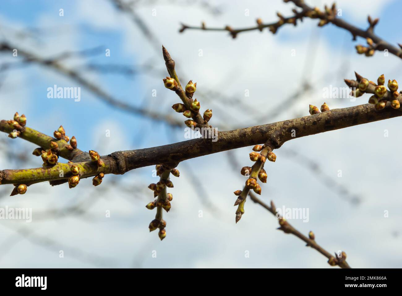 budding buds on a tree branch in early spring macro Stock Photo - Alamy