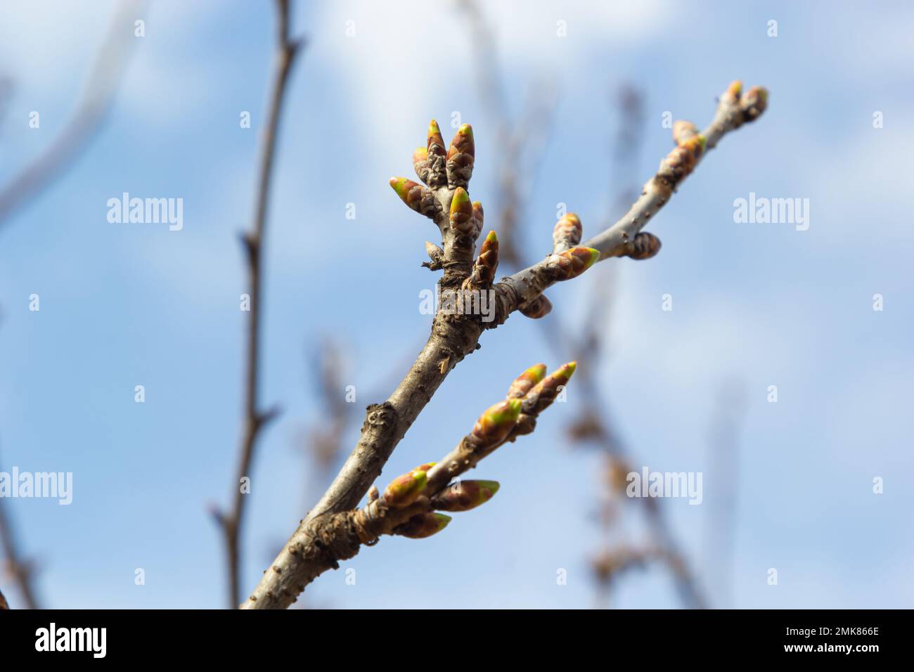 Budding twig hi-res stock photography and images - Alamy