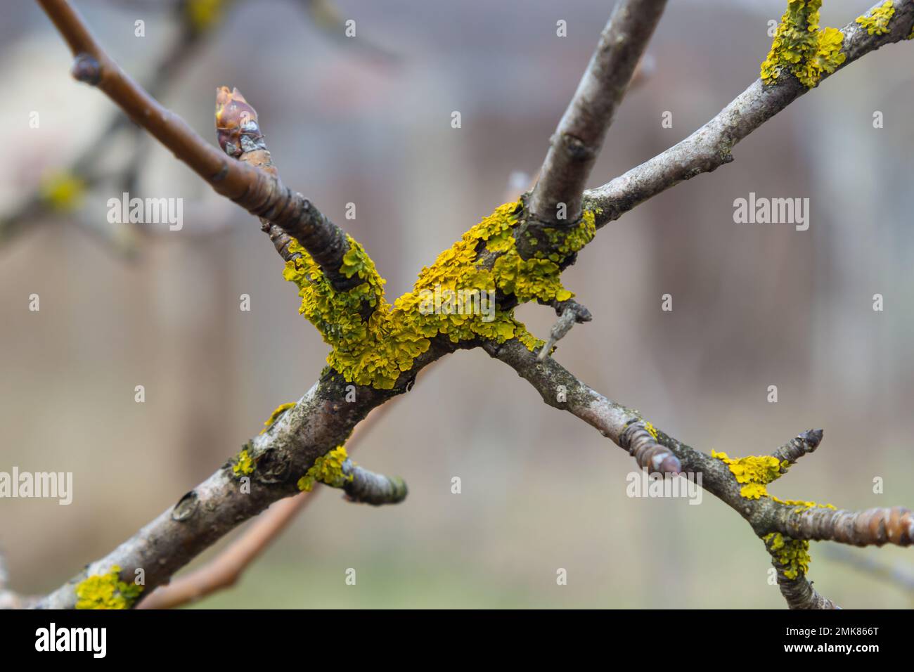 Orange lichen, yellow scale, maritime sunburst lichen or shore lichen ...