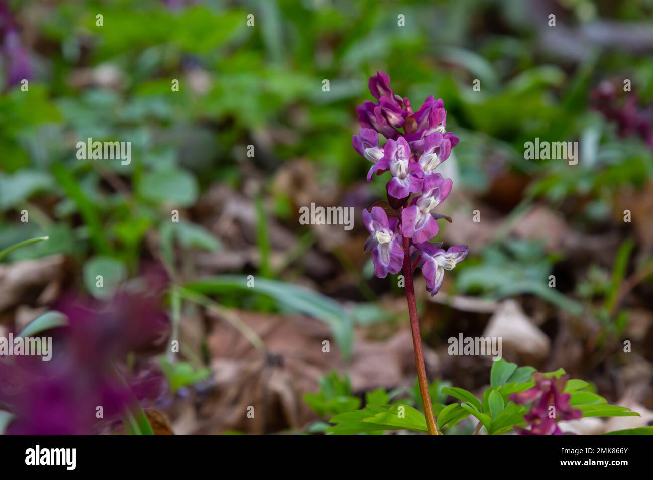 Hollow-root, Corydalis cava, blooming on the forest floor in a park ...