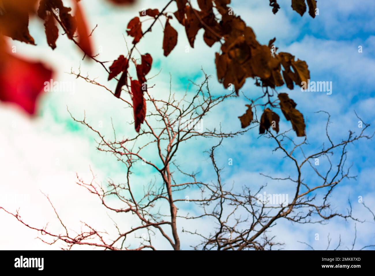 Autumn Tree , Witness to the Seasonal Transformation of Nature Stock ...