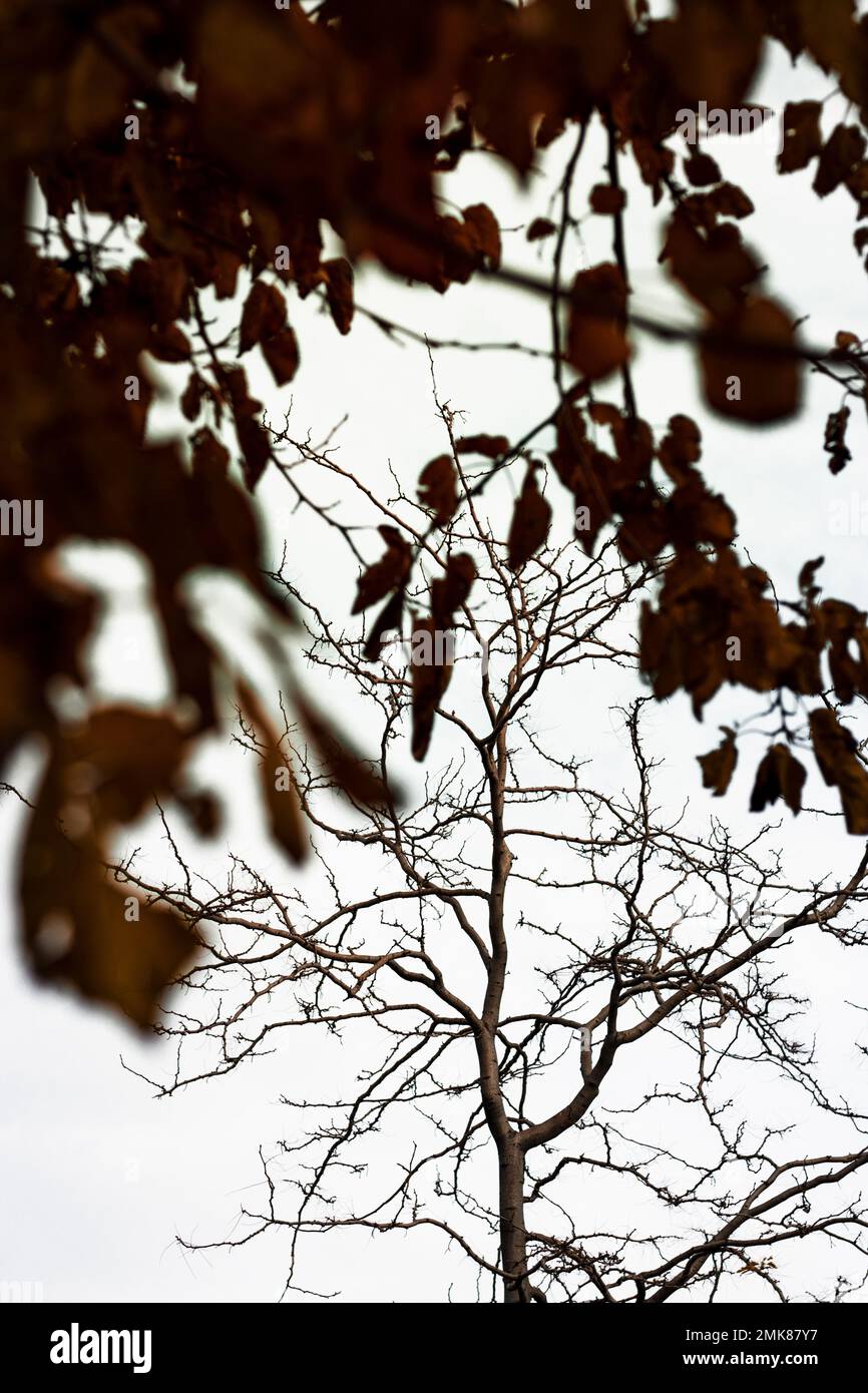 Autumn Tree , Witness to the Seasonal Transformation of Nature Stock ...