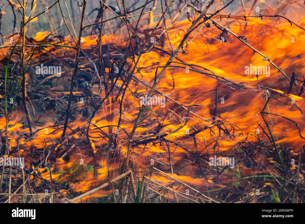 Burning old dry grass in garden. Flaming dry grass on a field. Forest ...