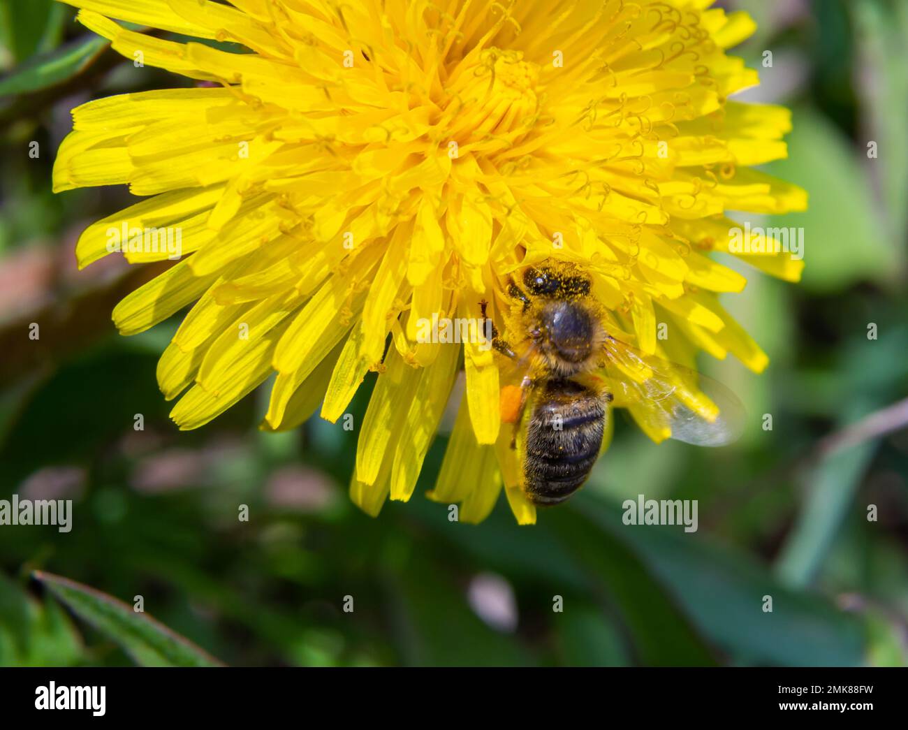 Closeup of the female of the Yellow-legged Mining Bee, Andrena flavipes ...