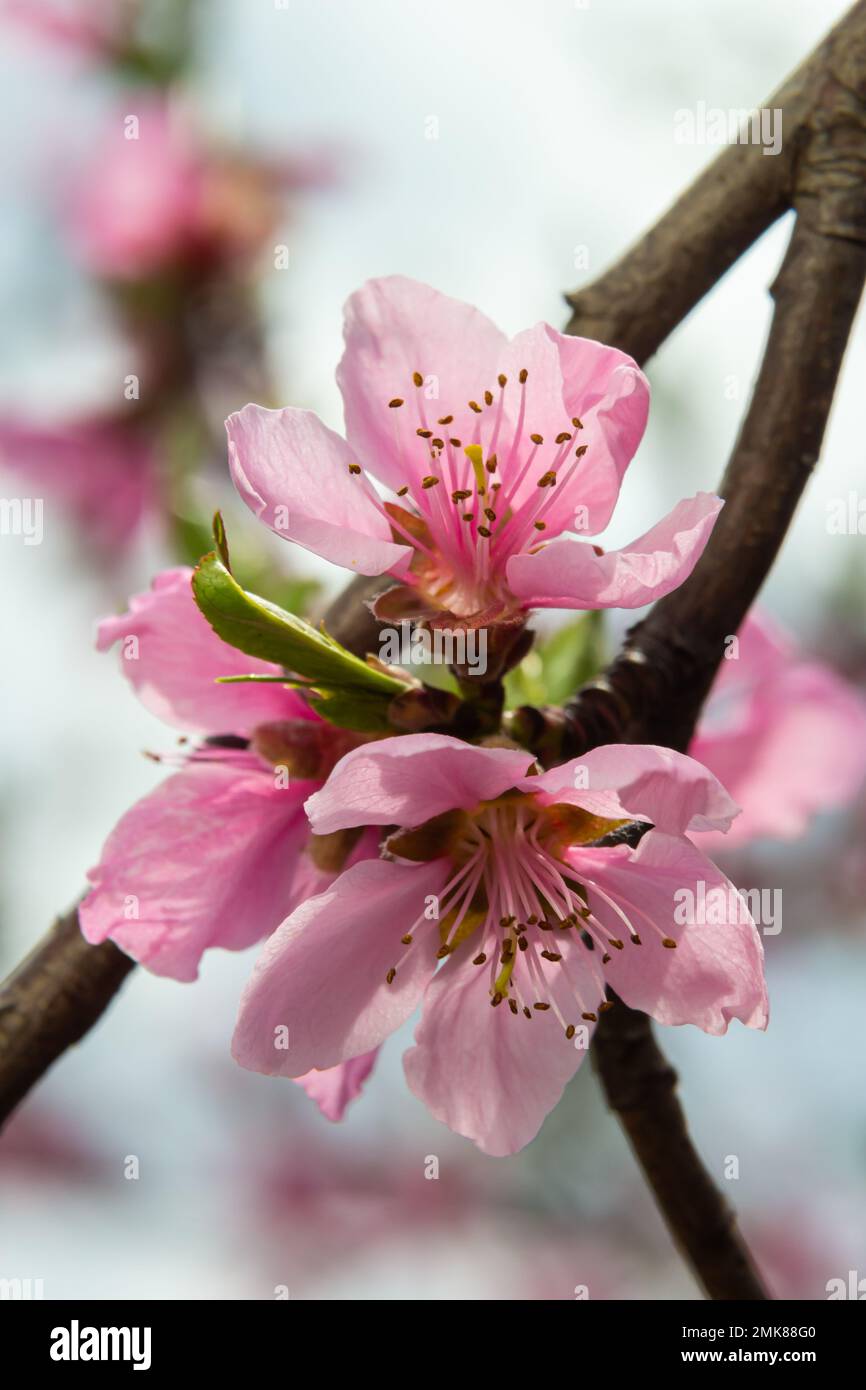Peach Tree Blossom Wallpaper