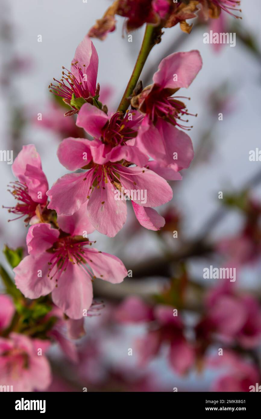 Peach branches densely covered with pink flowers - abundant flowering ...