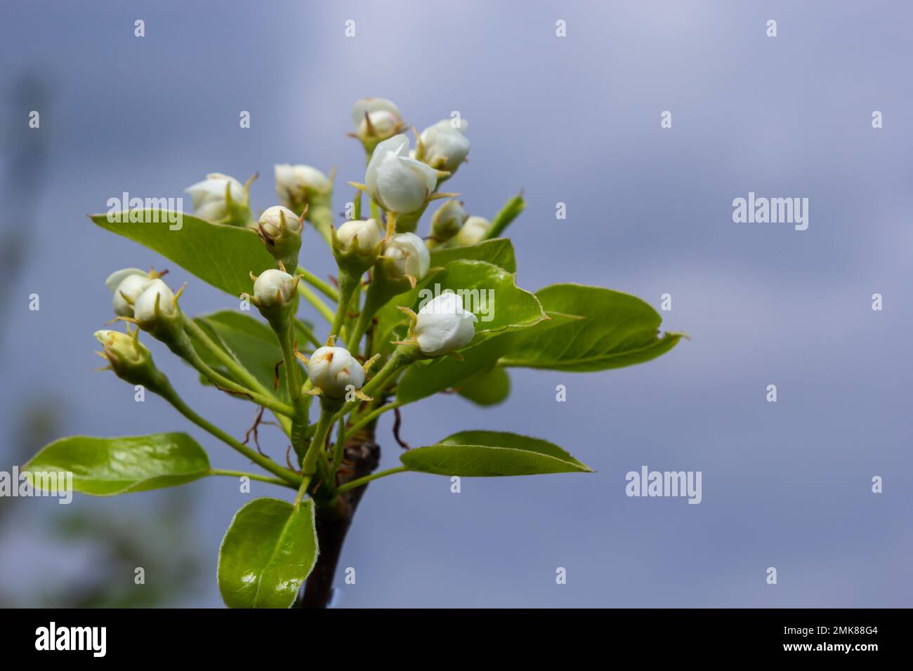 Pear blossom and spring season. Pear tree in bloom. Blurred background ...