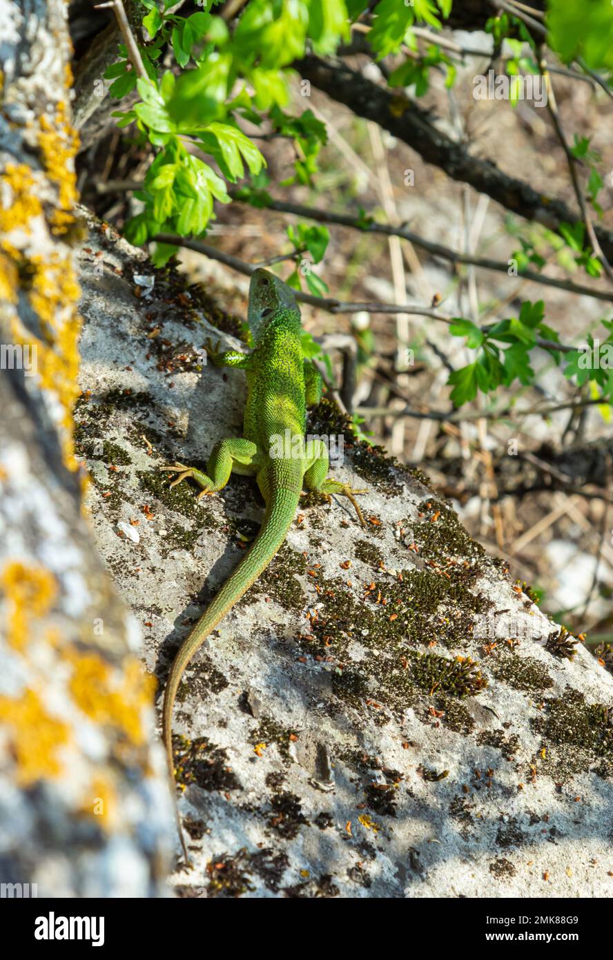 Green lizard, Lacerta viridis, is a species of lizard of the genus ...