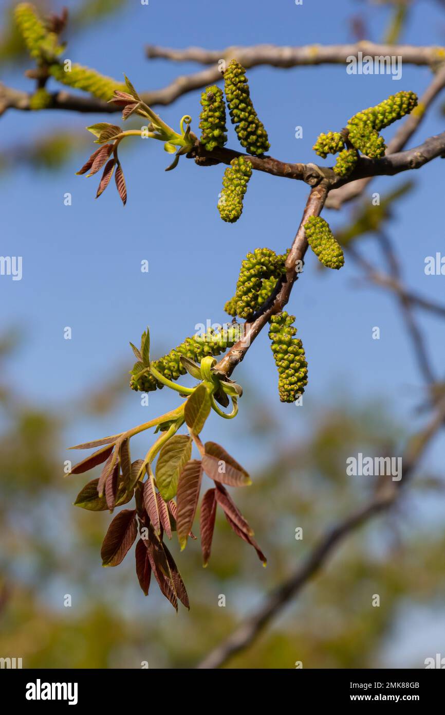 Walnut Tree Flowers