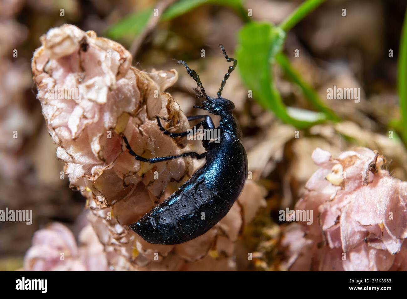 The violet oil beetle Meloe violaceus, is a species of oil beetle ...