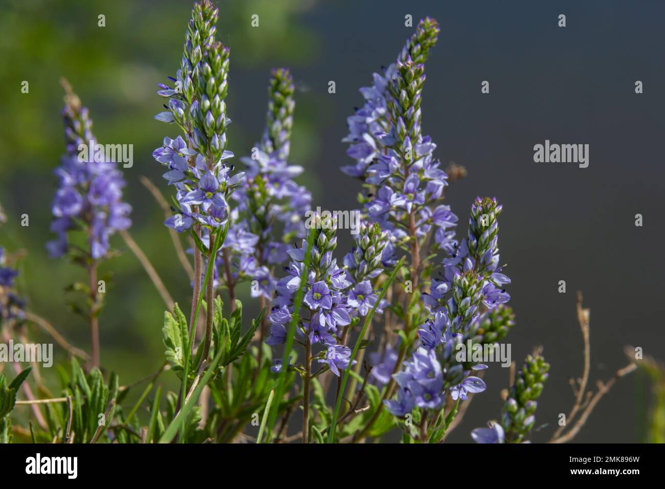 In the spring, Veronica prostrata blooms in the wild among grasses ...