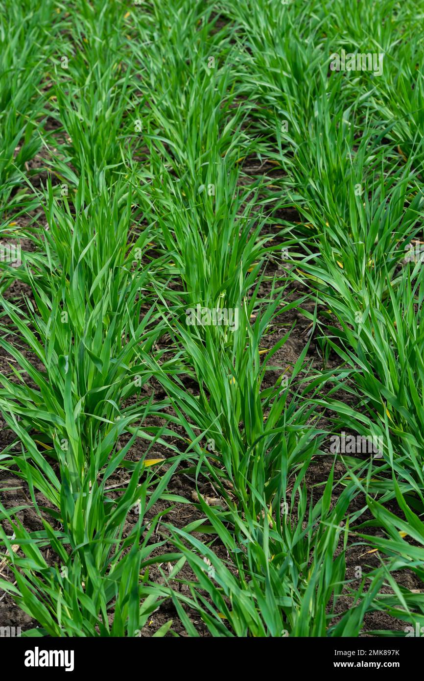 Young wheat seedlings growing in a soil. Agriculture and agronomy theme ...