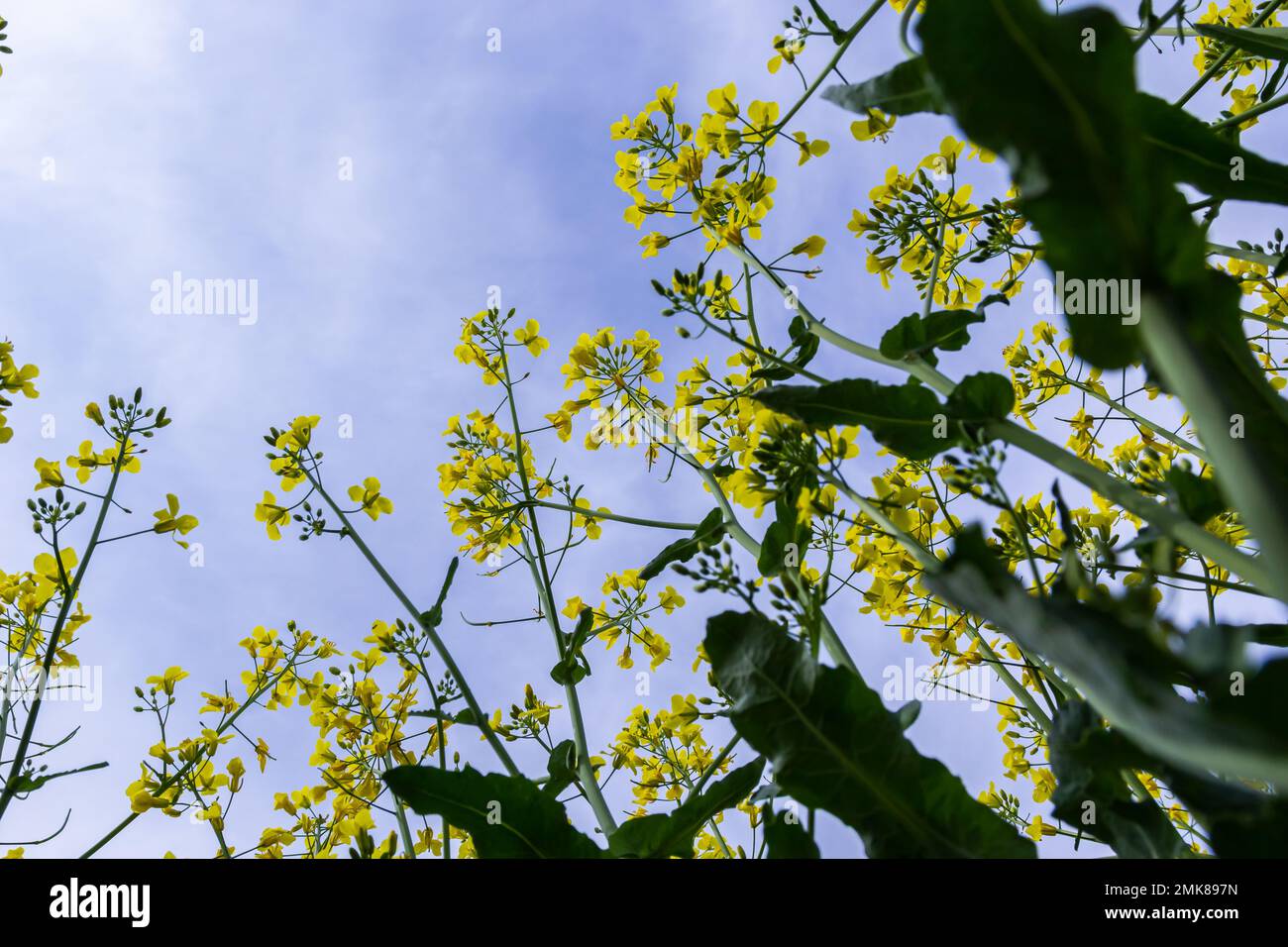 Landscape of a field of yellow rape or canola flowers, grown for the ...