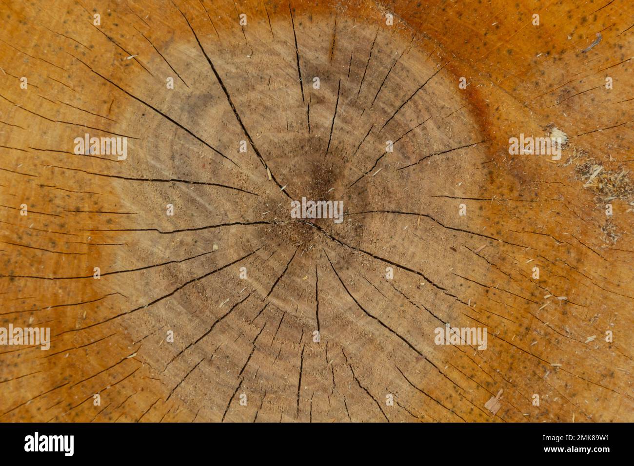 Woodiness growth ring, closeup of photo. wooden planks background. bark ...
