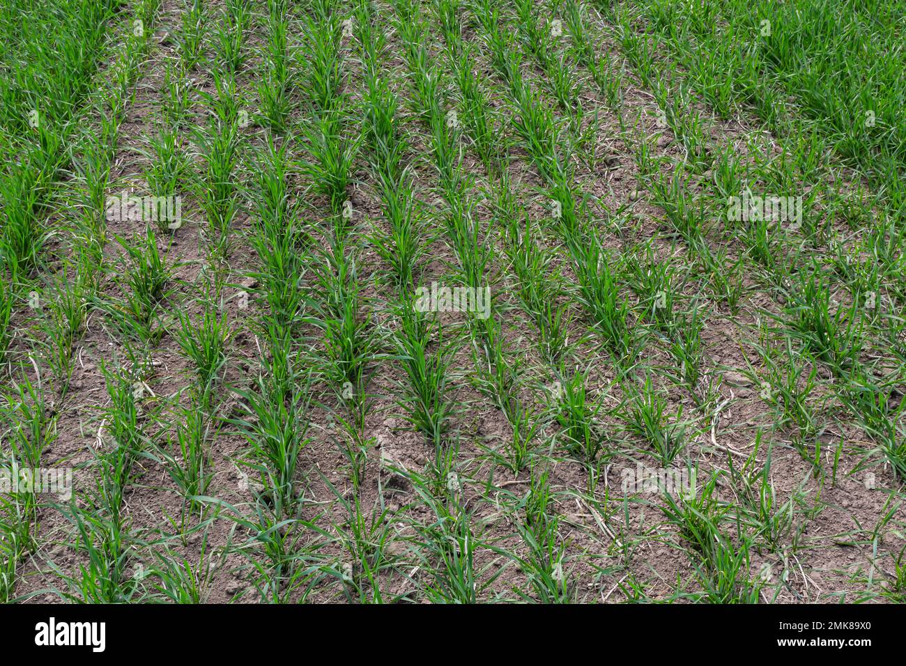 Young wheat seedlings growing in a soil. Agriculture and agronomy theme ...