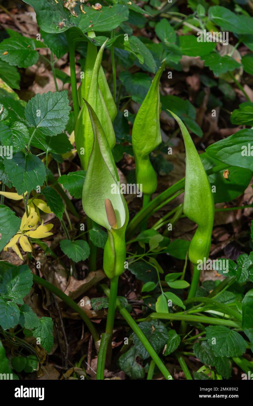 Flower of Lord and ladies or snakeshead plant, Arum maculatum Stock ...