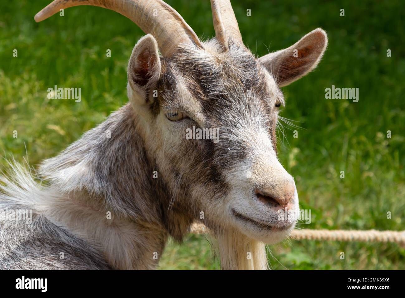 Grey goat portrait on grass background. Horned goat grazing on a green ...