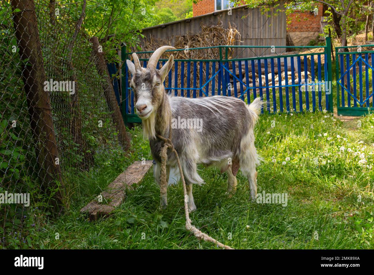 A cute feeding goat in gray and orange color grazing in the meadow ...