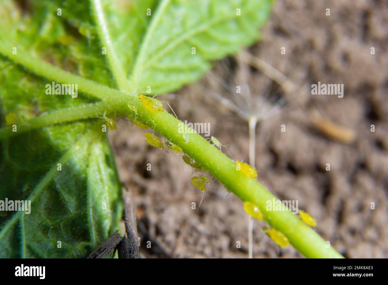 Aphids curled foliage, close up Leaf curled on cherry tree, Prunus sp ...